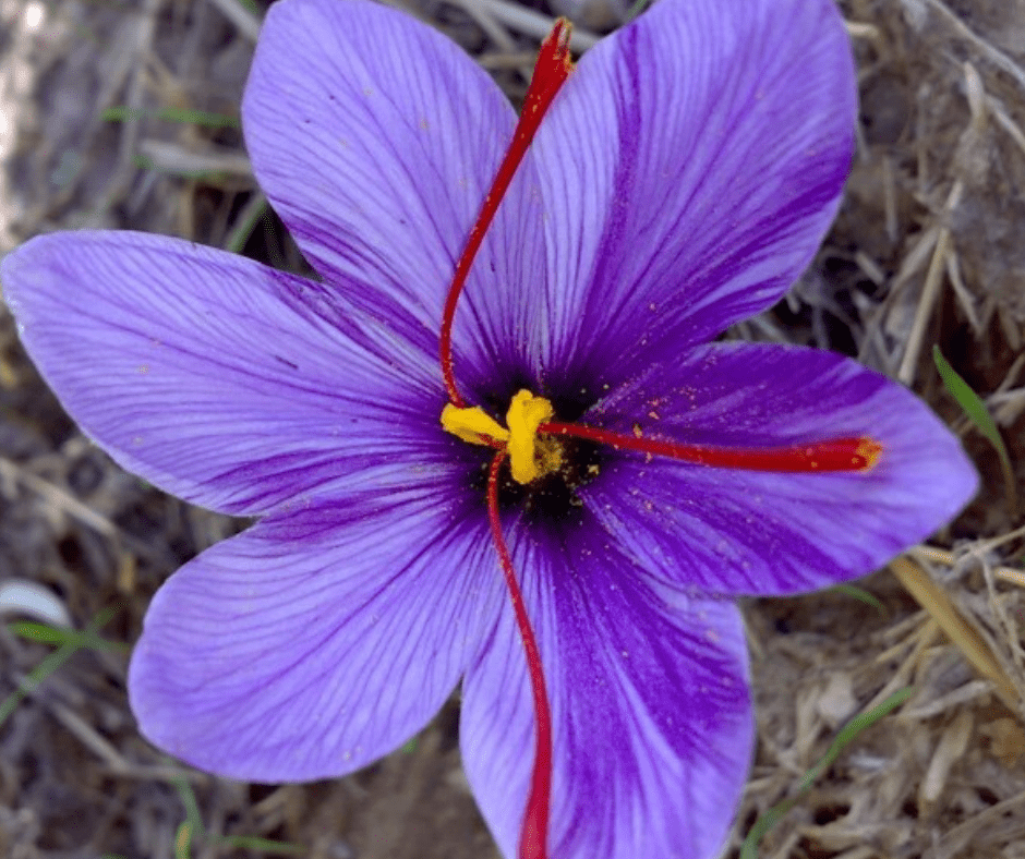 5 must have liquors in India | Unventured